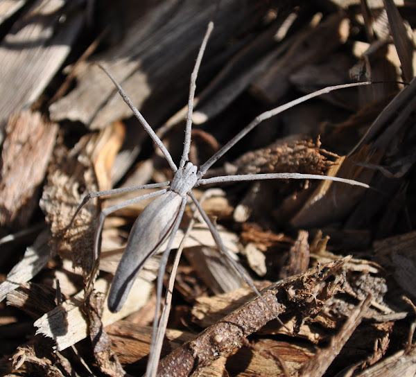 Common Net Casting Spider (female) | Project Noah