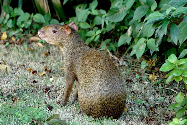 Mexican Agouti | Project Noah