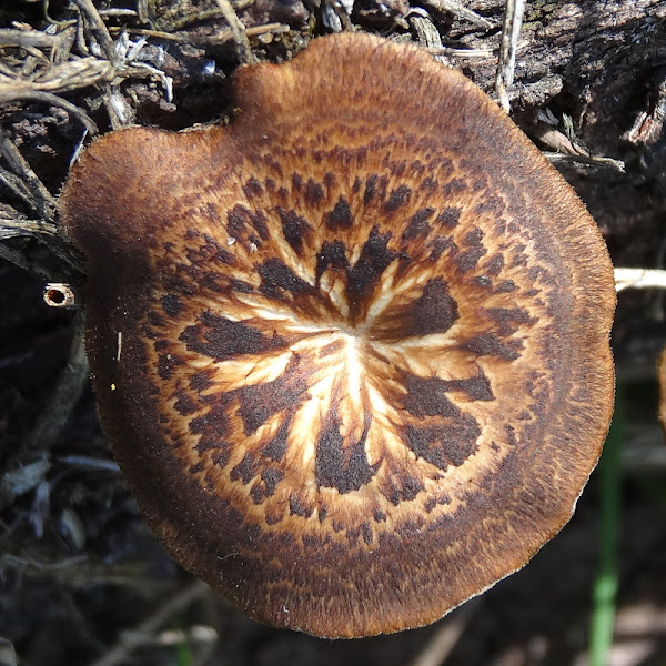 Polyporus arcularius | Project Noah