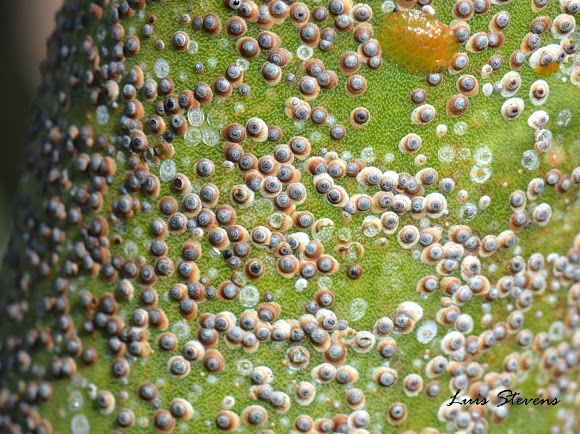 Scale insects | Project Noah