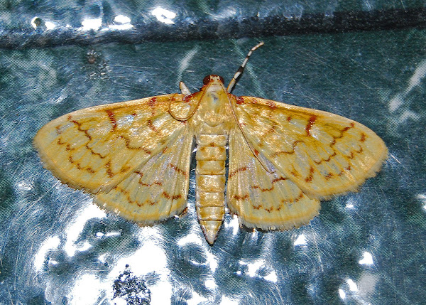 Yellow Shell Moth | Project Noah