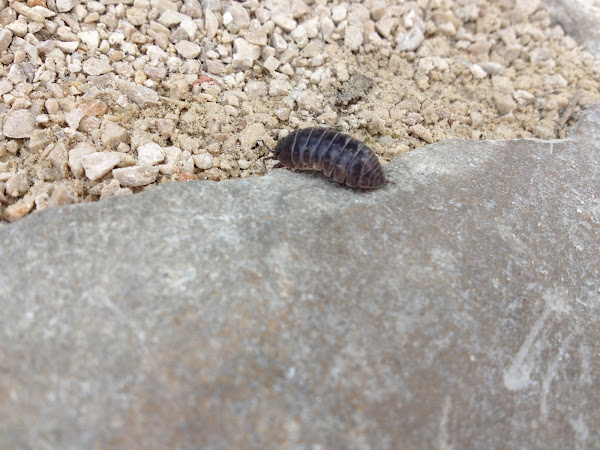 Bicho-de-Contas | Project Noah