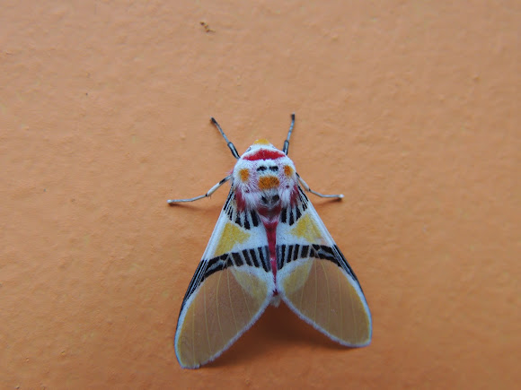 Moth Clown-face::ballerina | Project Noah