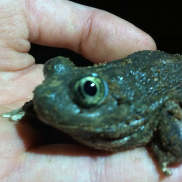 Spade foot toad | Project Noah