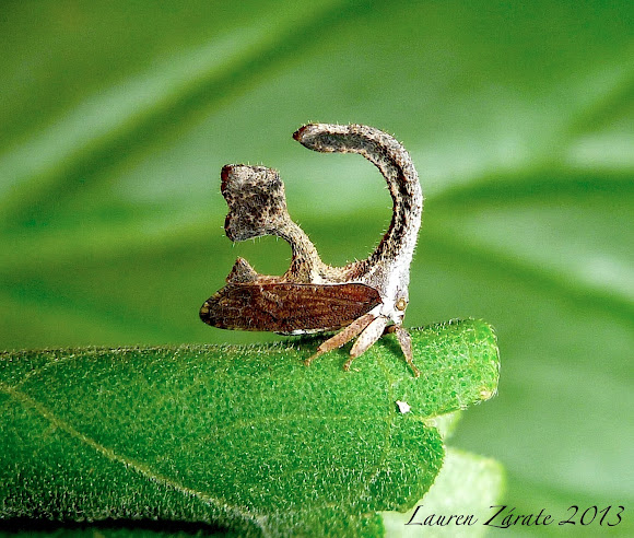 Treehopper | Project Noah