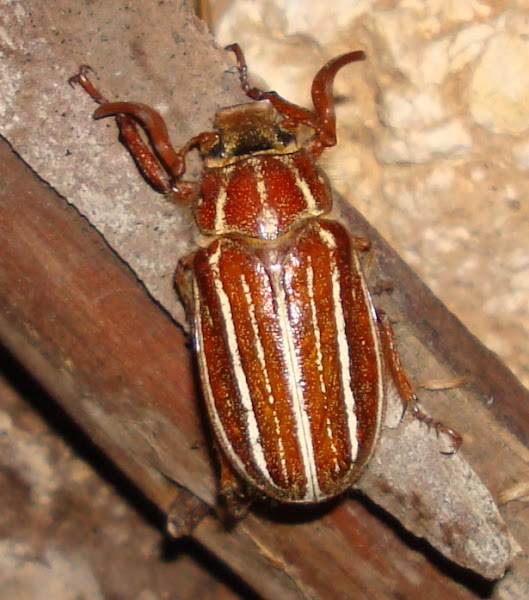 Seven-lined June Bug | Project Noah