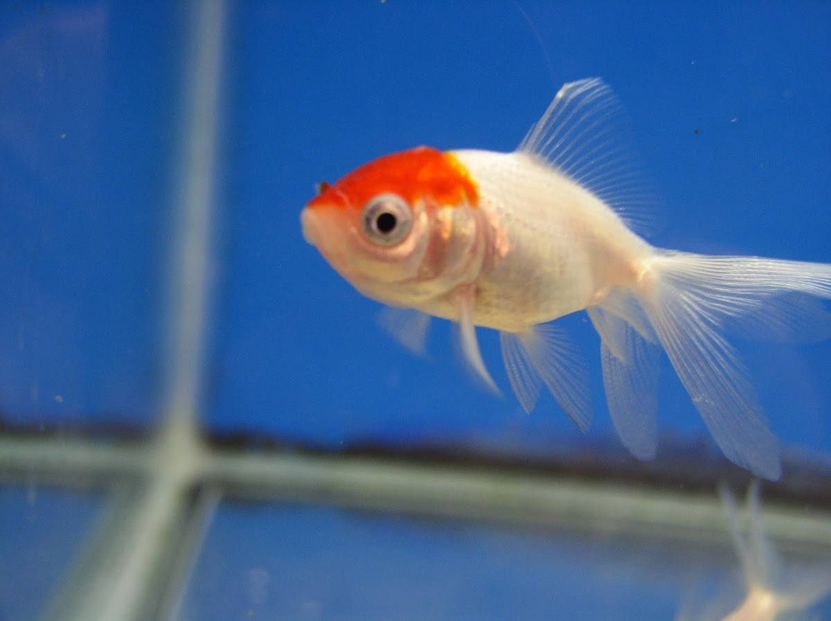 Redcap Orande | Project Noah