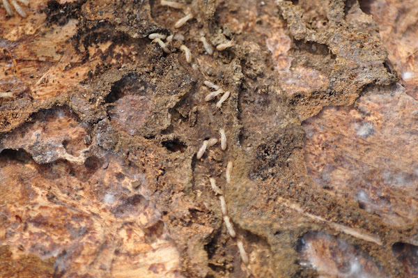 Eastern Subterranean Termite | Project Noah