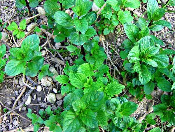 Peppermint/Poprova meta | Project Noah