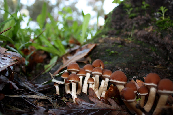 Psathyrella sp. | Project Noah