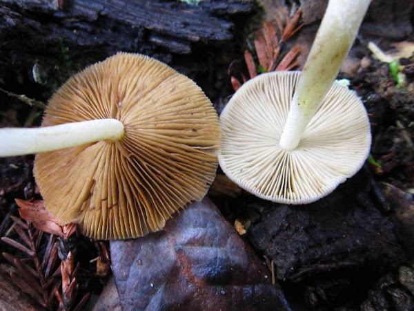 Bolbitius reticulatus | Project Noah