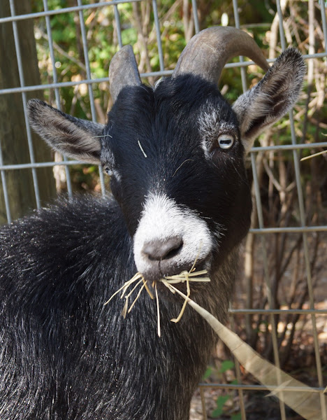 Domestic Goat | Project Noah
