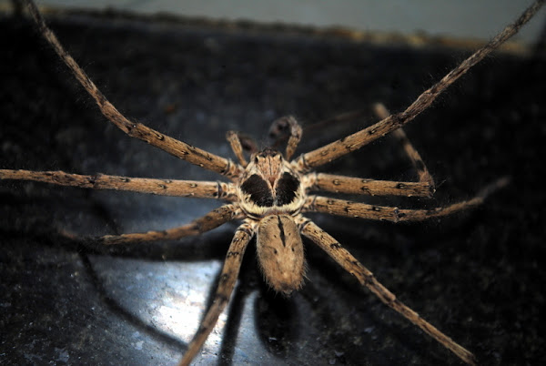 Brown Huntsman spider or Laya | Project Noah