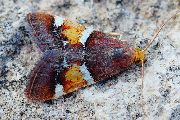 Pyralis regalis | Project Noah