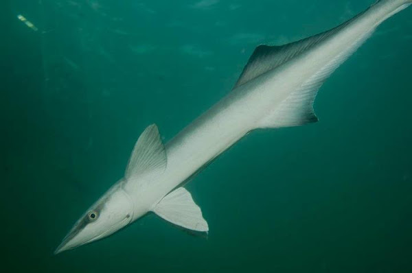 Remora | Project Noah