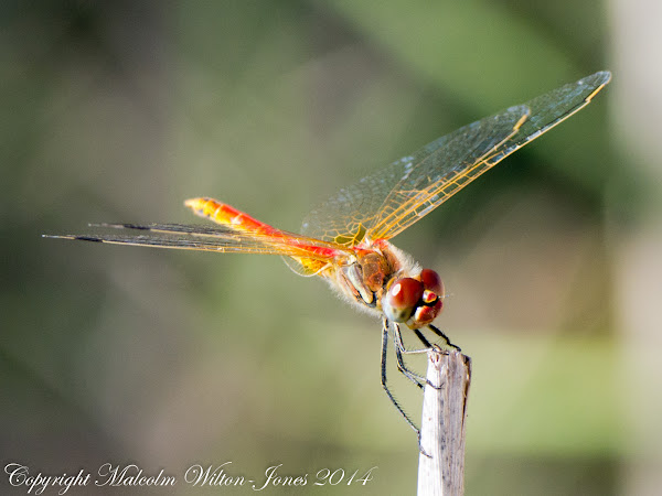 Red-veined Darter | Project Noah