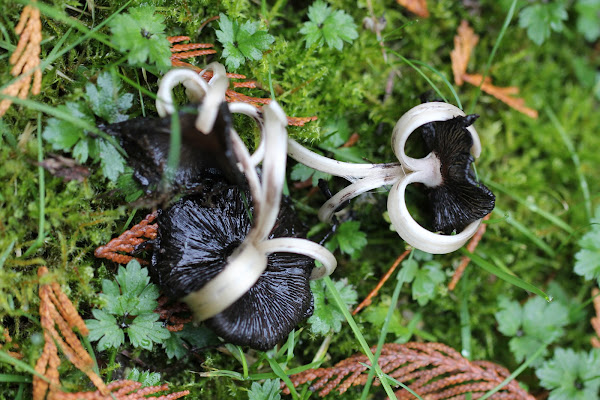 Inky Cap or Alcohol Cap | Project Noah