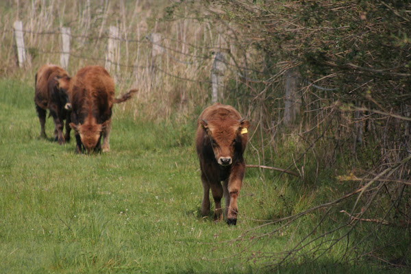 Heck cattle | Project Noah