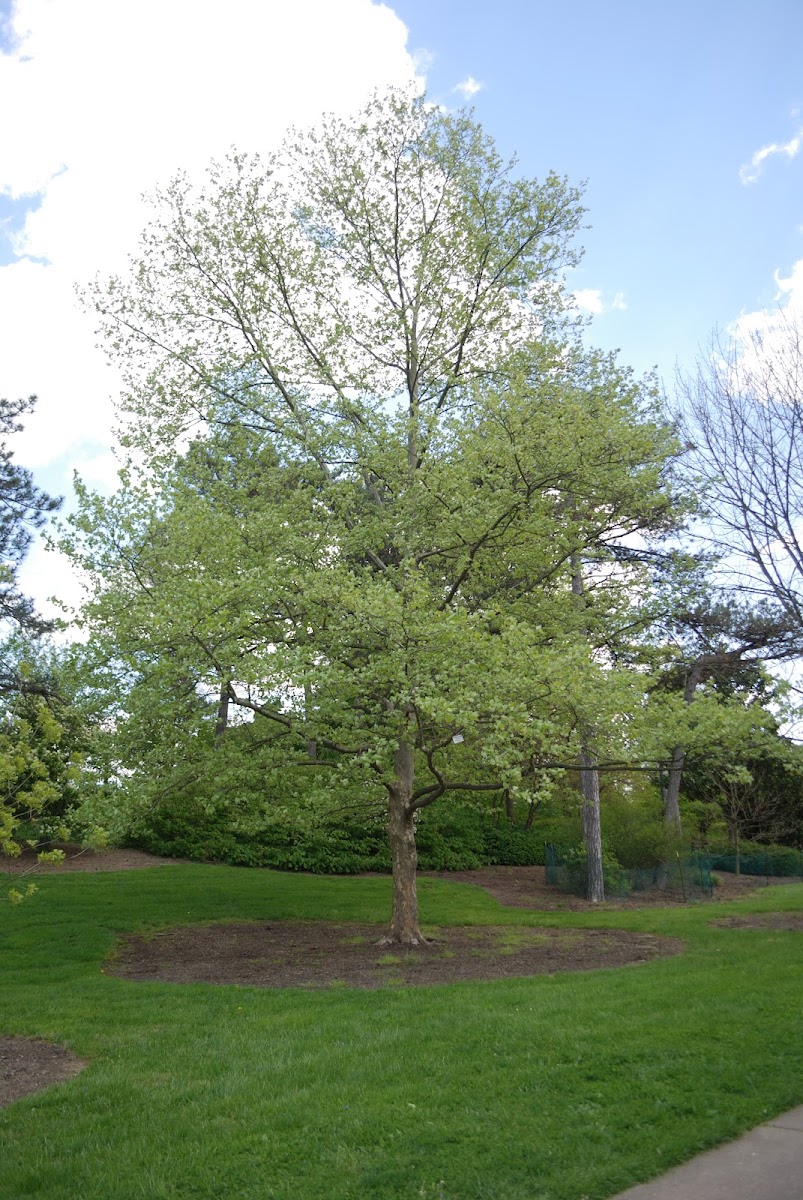 Bloodgood London Planetree | Project Noah