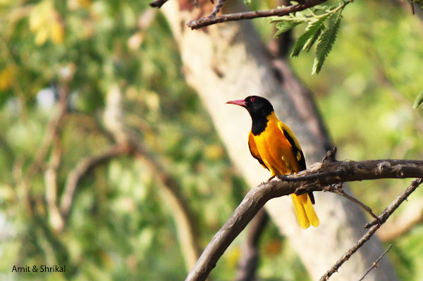 Black hooded Golden Oriole | Project Noah
