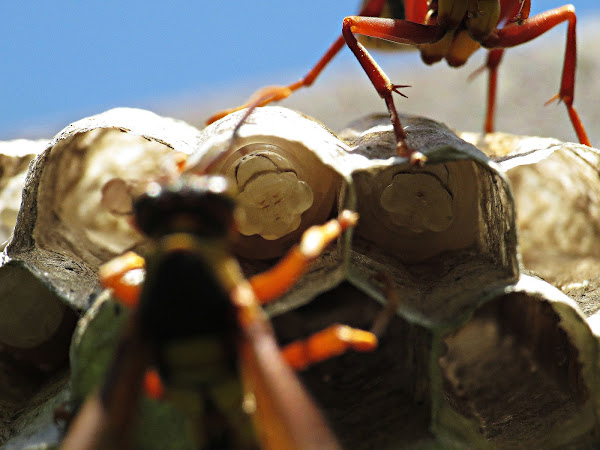 Vespa - wasp | Project Noah