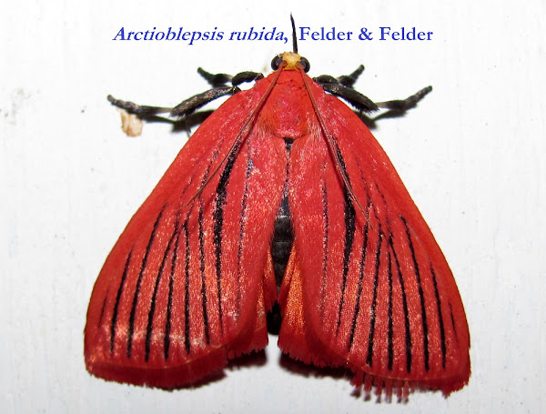 Crambidae | Project Noah
