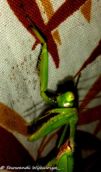 Praying mantis | Project Noah