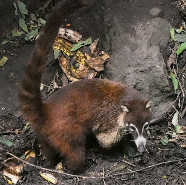 Coati | Project Noah