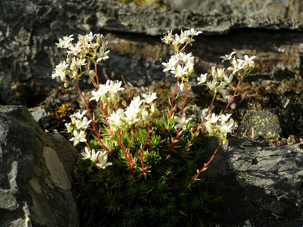 Spotted Saxifrage | Project Noah