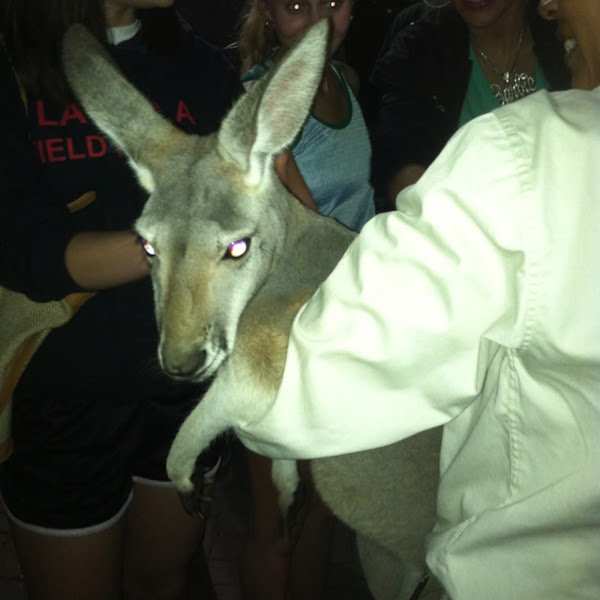 Red Kangaroo | Project Noah