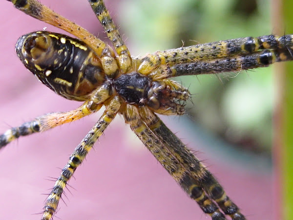 Tent Spider (mature female in web) | Project Noah