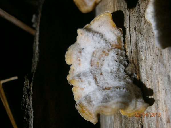 Stereum sp.? | Project Noah