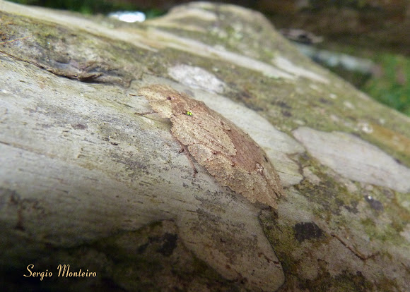 Bark bug | Project Noah