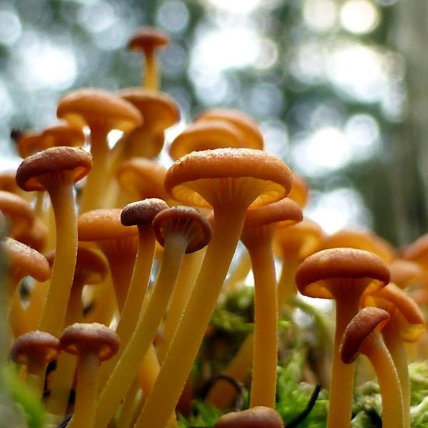 Golden Trumpets | Project Noah