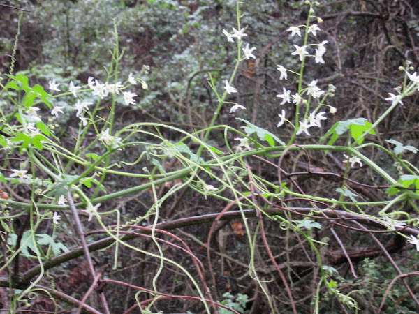 Cucamonga Manroot | Project Noah