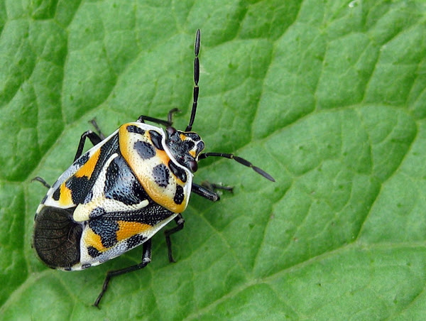 Ornate Shieldbug | Project Noah