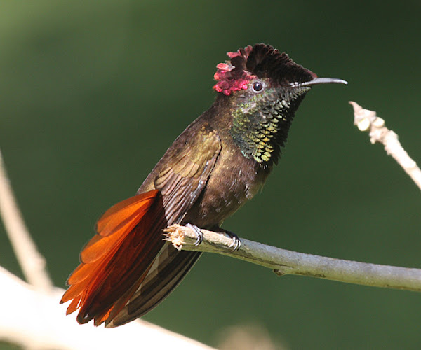 Ruby-Topaz Hummingbird | Project Noah