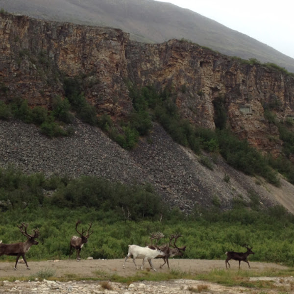 Caribou, Reindeer | Project Noah