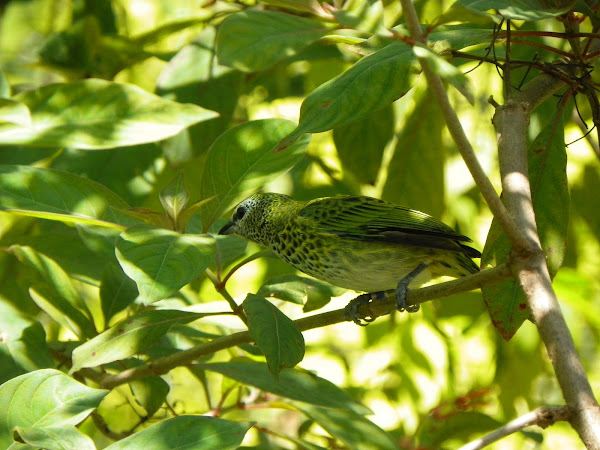 Spotted Tanager | Project Noah