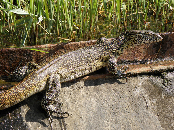 Nile Monitor Lizard | Project Noah