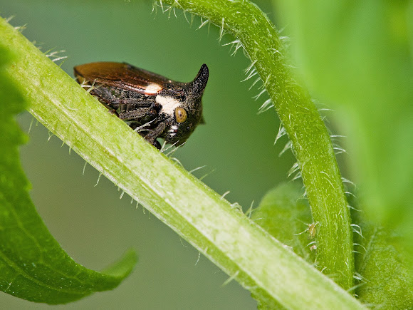 Cow Bug or Ox Bug | Project Noah