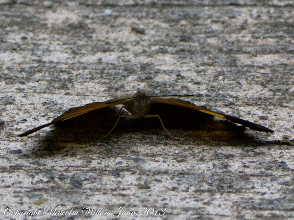 Banded Yeoman Butterfly | Project Noah