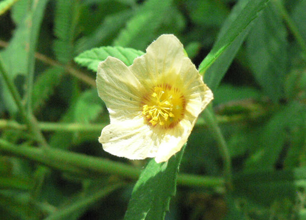 Prickly Sida | Project Noah