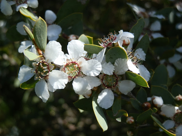 Coastal Tea Tree | Project Noah
