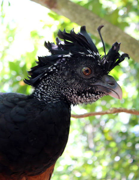 Great Curassow (female) | Project Noah