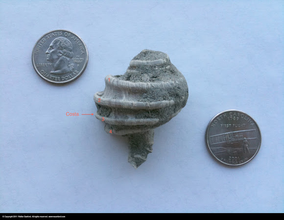 Fossil sea snail shell | Project Noah