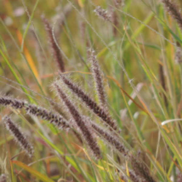 Buffelgrass | Project Noah