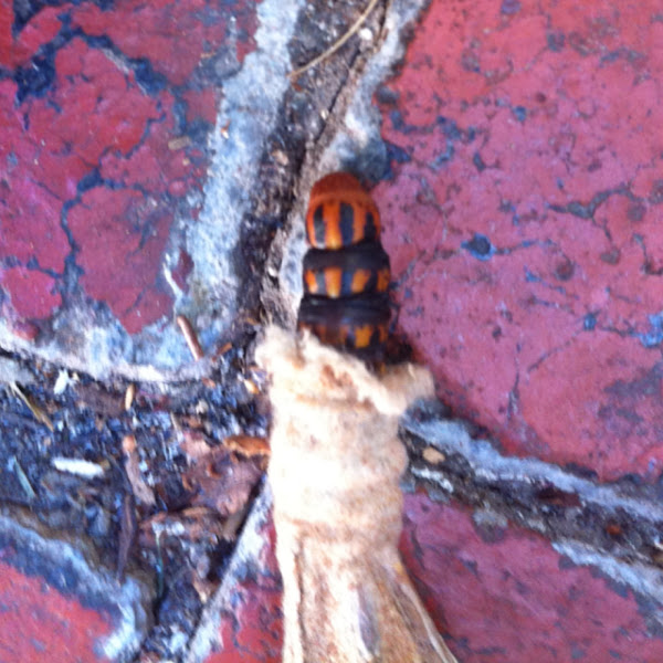 Saunders' case moth caterpillar | Project Noah