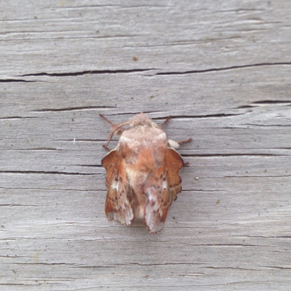 American Lappet Moth | Project Noah