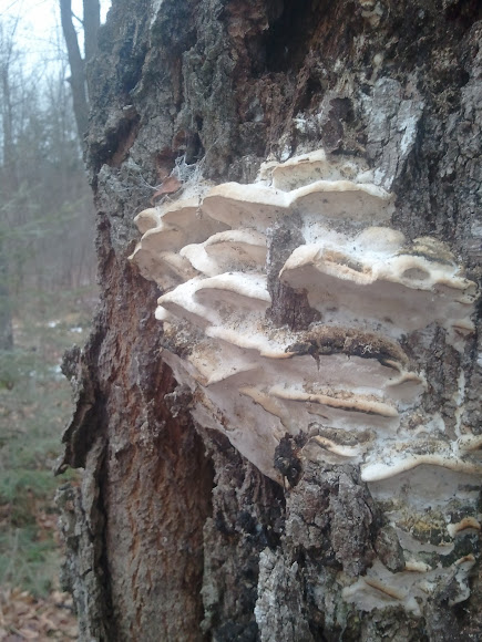 Mossy Maple Polypore | Project Noah